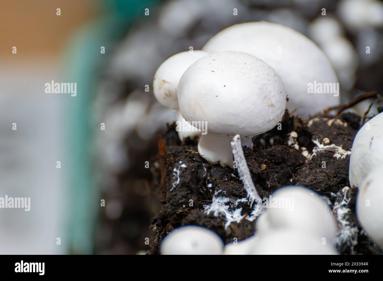 Growing of white champignons mushrooms, mycelium grow from compost into ...