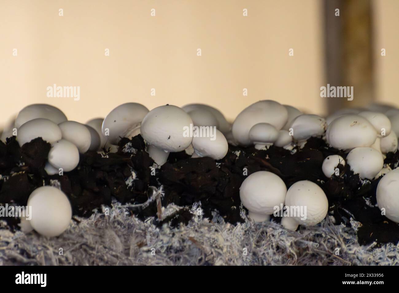 Growing of white champignons mushrooms, mycelium grow from compost into ...