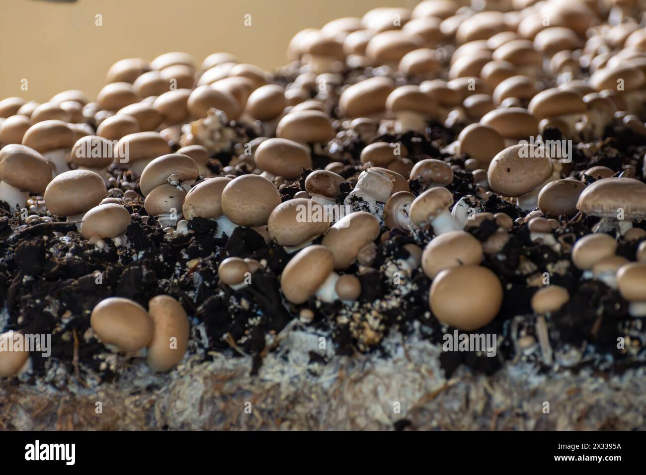 Growing of brown champignons mushrooms, mycelium grow from compost into ...