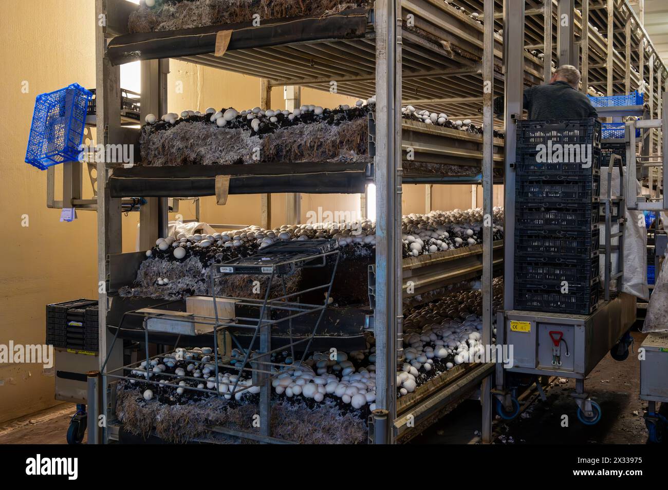 Growing of white champignons mushrooms, mycelium grow from compost into ...