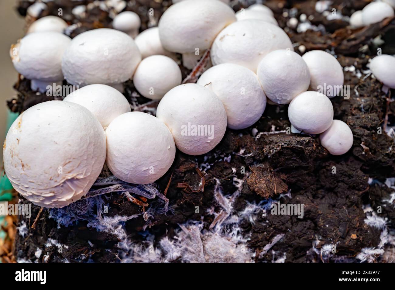 Growing of white champignons mushrooms, mycelium grow from compost into ...
