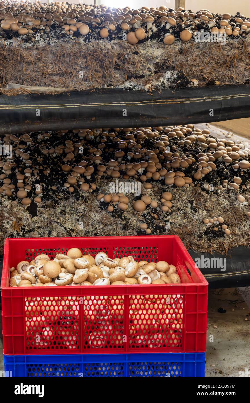 Growing of brown champignons mushrooms, mycelium grow from compost into ...