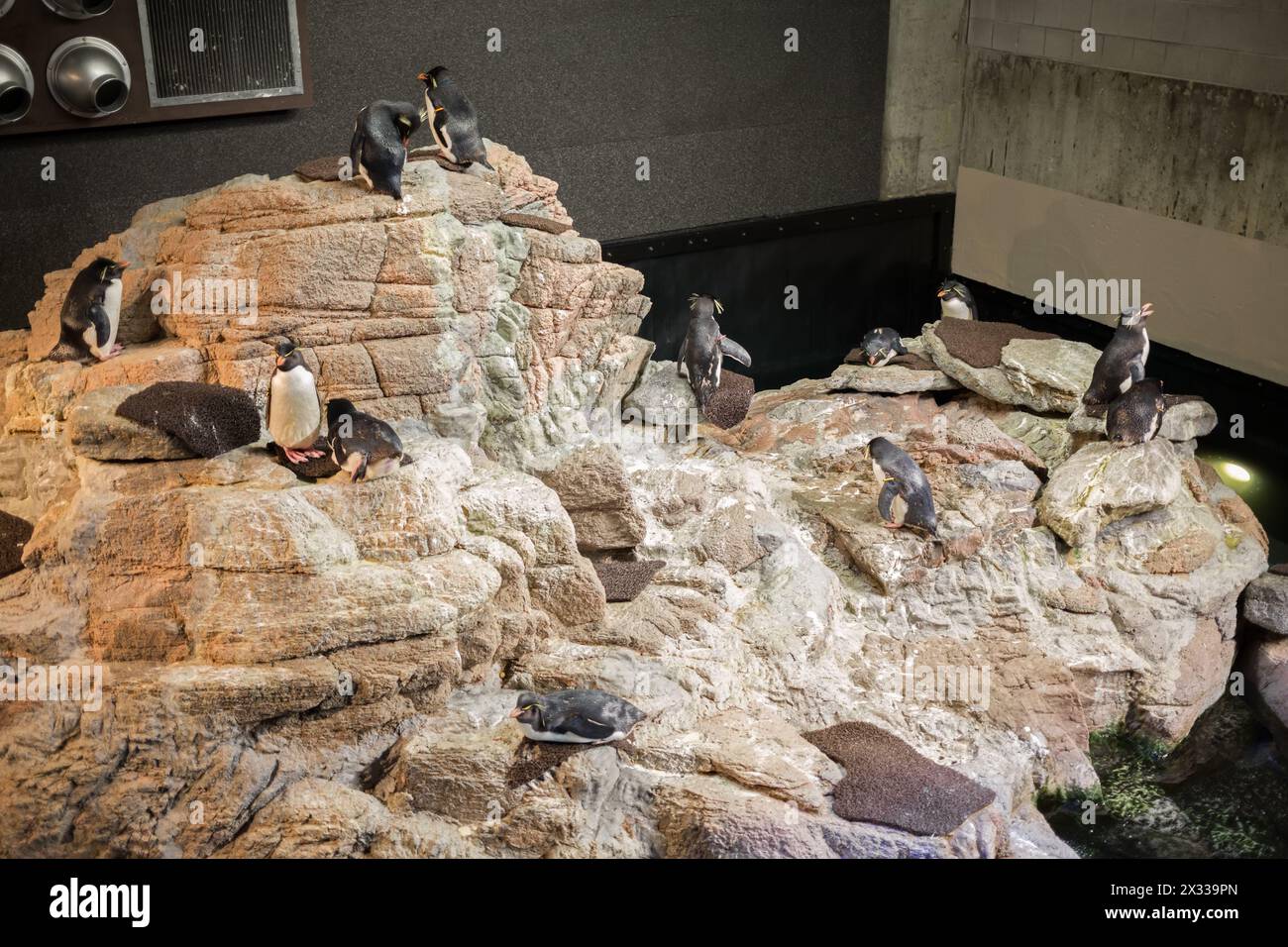 USA, BOSTON – 06 SEP, 2014: Group of penguins are standing on the ...