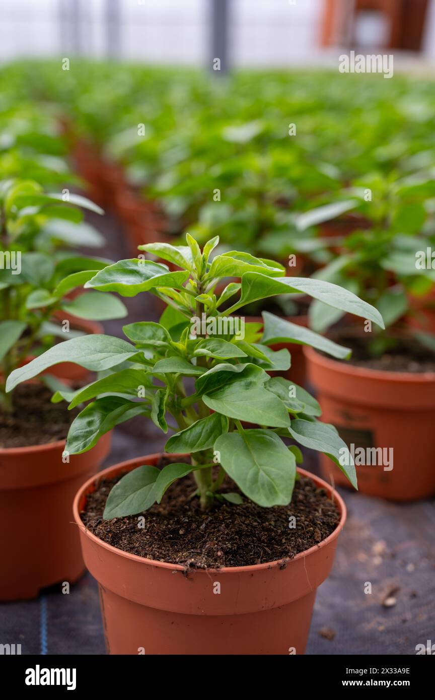 Young plants of aromatic Thai basil herb in Dutch greenhouse ...