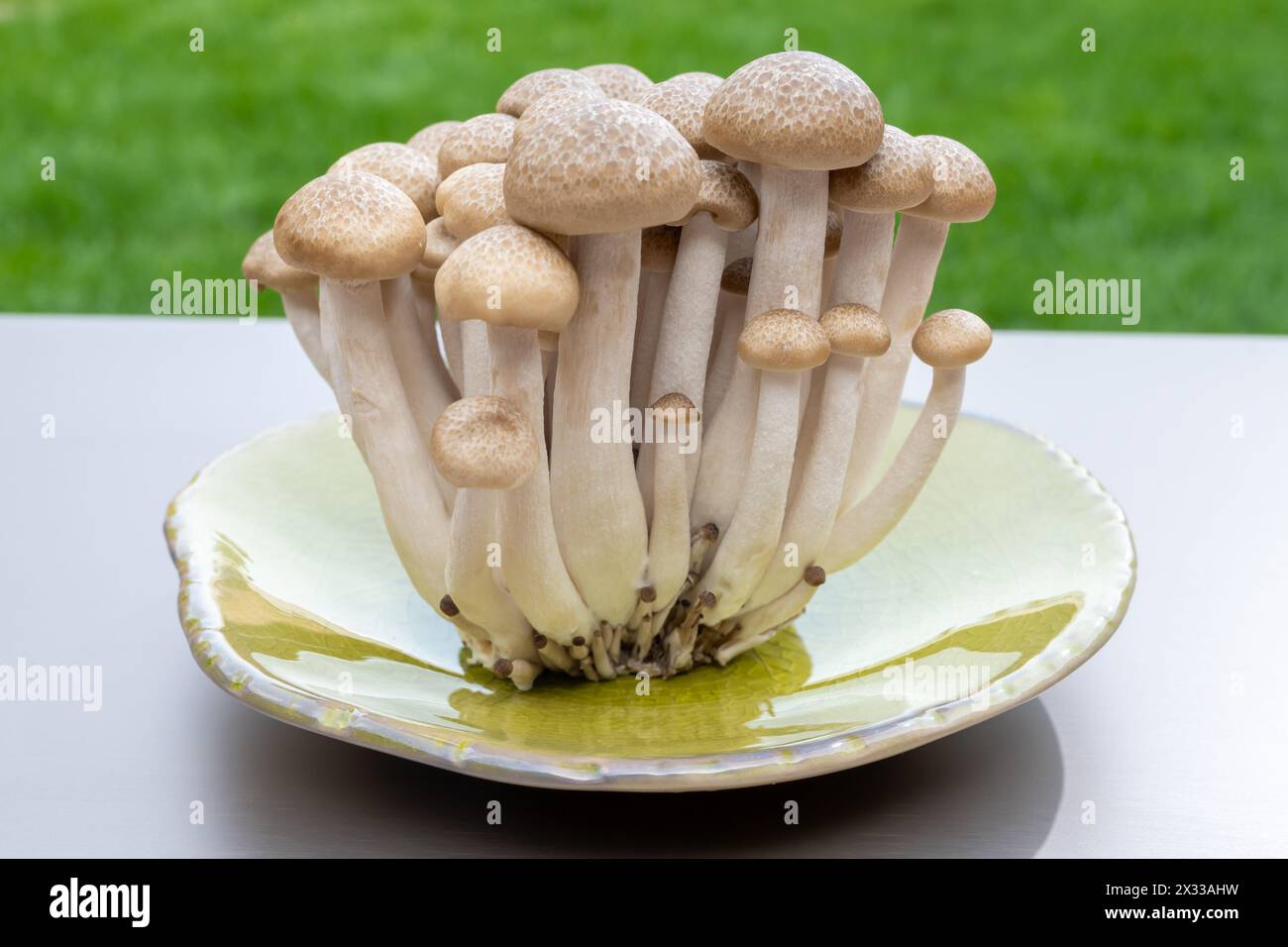 White and brown shimeji edible mushrooms native to East Asia, buna ...