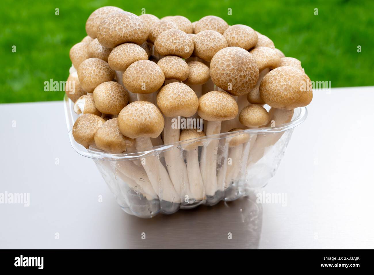 White and brown shimeji edible mushrooms native to East Asia, buna ...