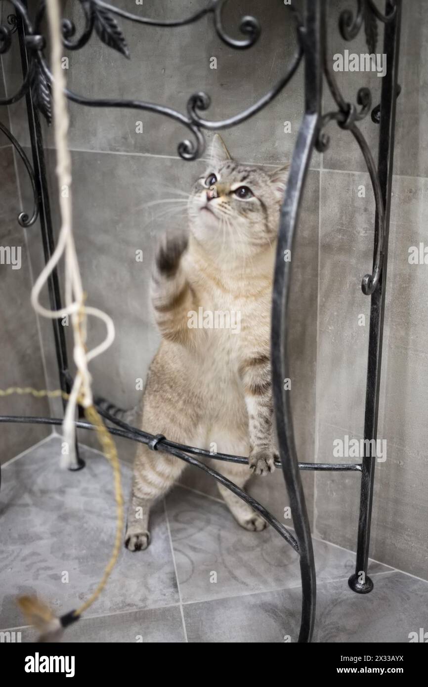 Cat sits under table plays hi-res stock photography and images - Alamy