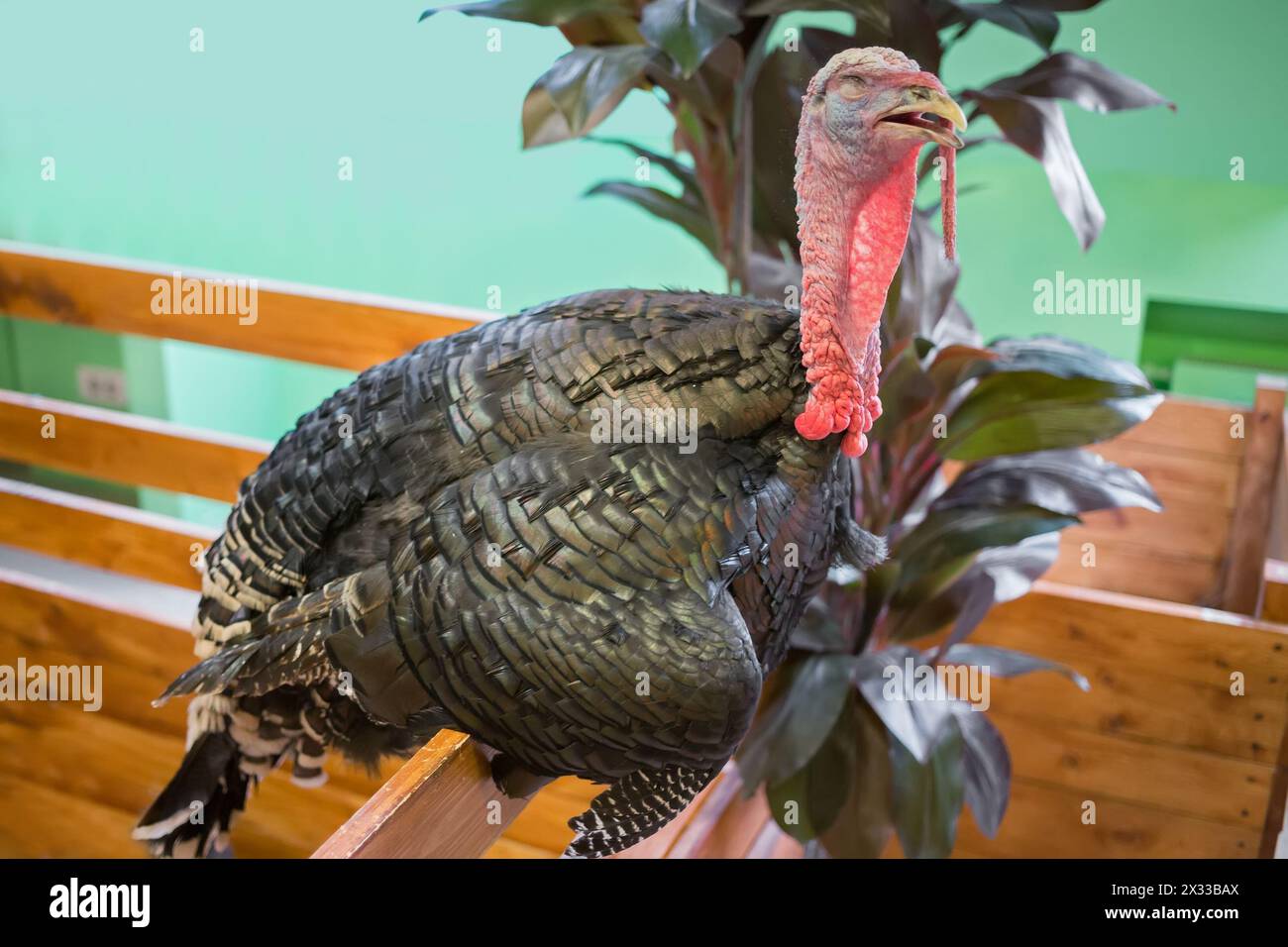 Turkey with skin formation on head and neck in small zoo Stock Photo ...