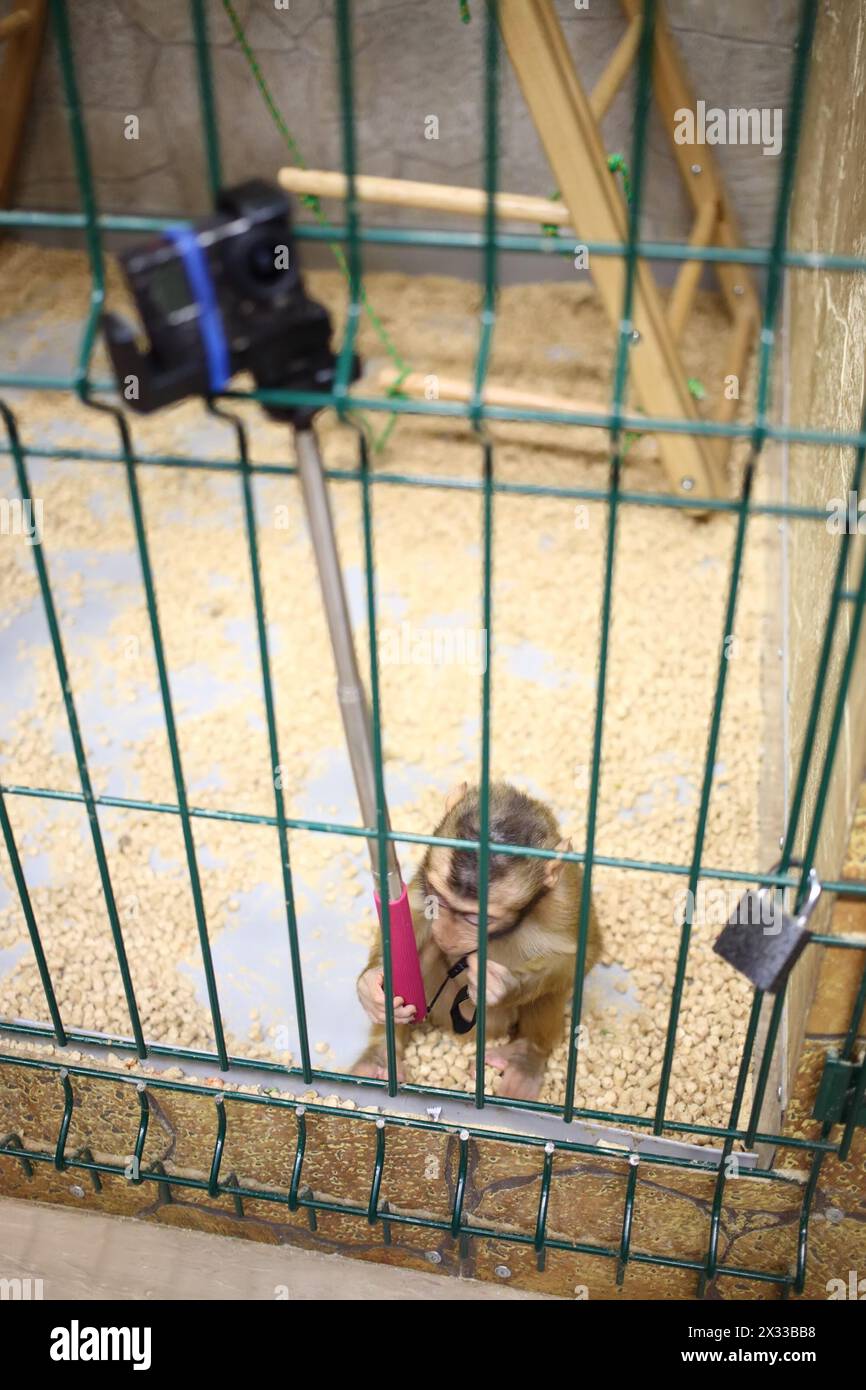 Capuchin monkey in cage hi-res stock photography and images - Alamy