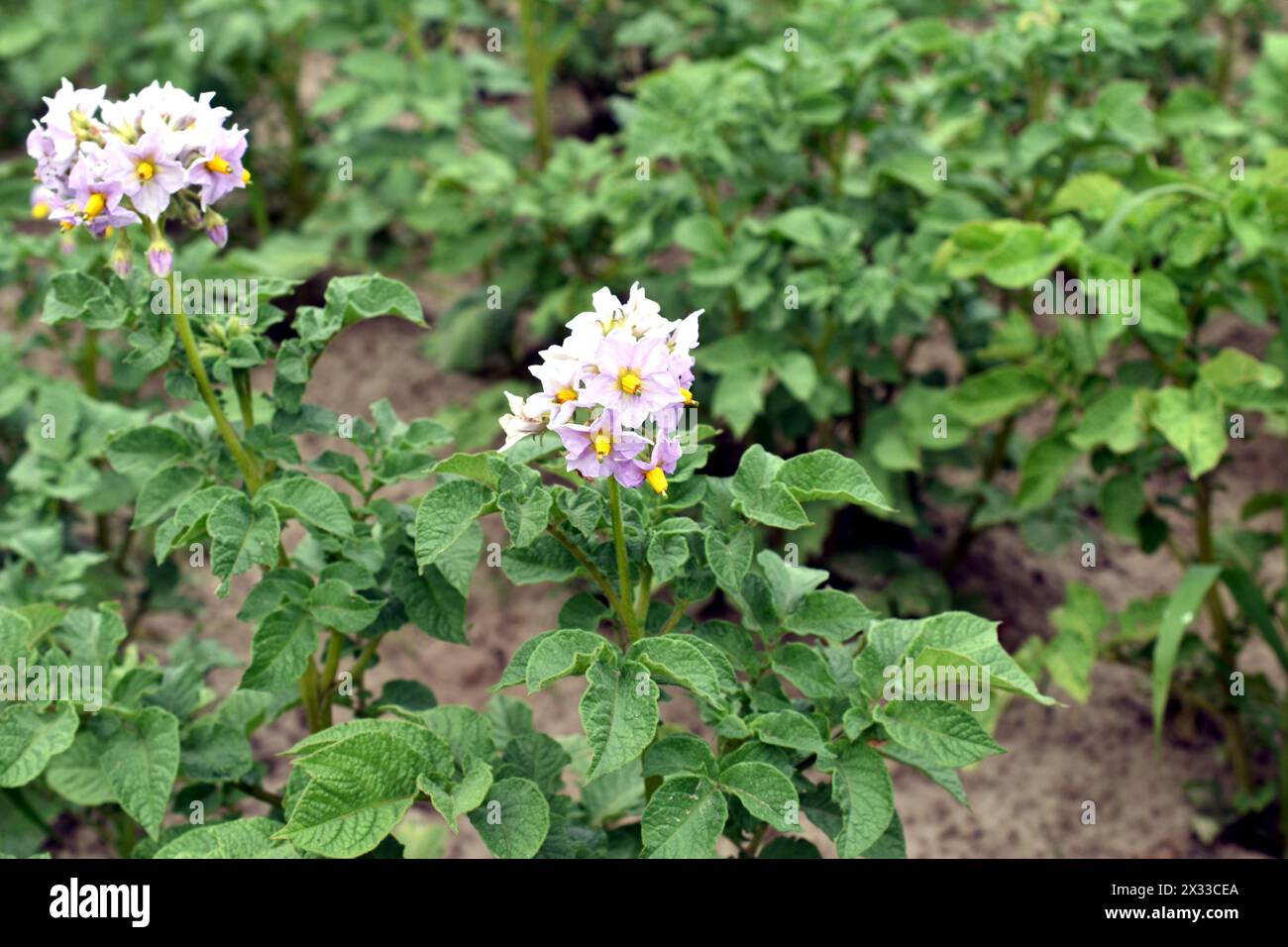 Potato plantation. Flowers appeared on the potato tops Stock Photo - Alamy