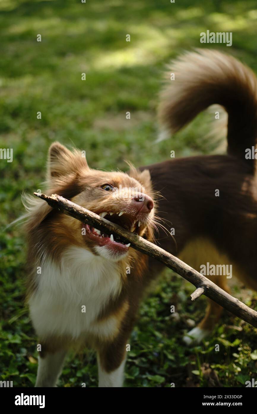 Brown active Australian Shepherd plays with tree branch on a sunny ...