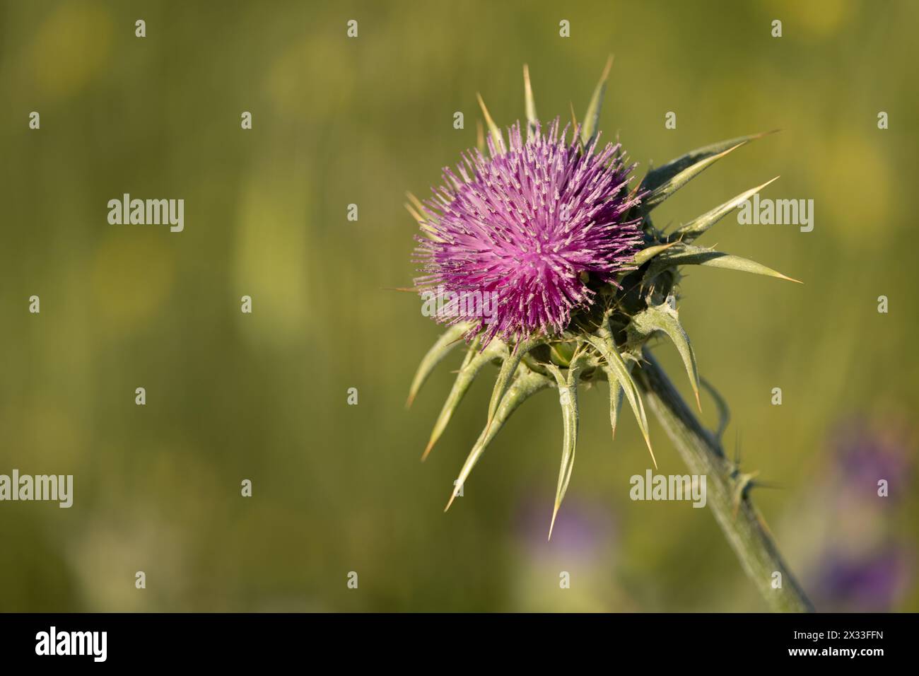 thistle plant in bloom, with its strong pink color and green leaves ...
