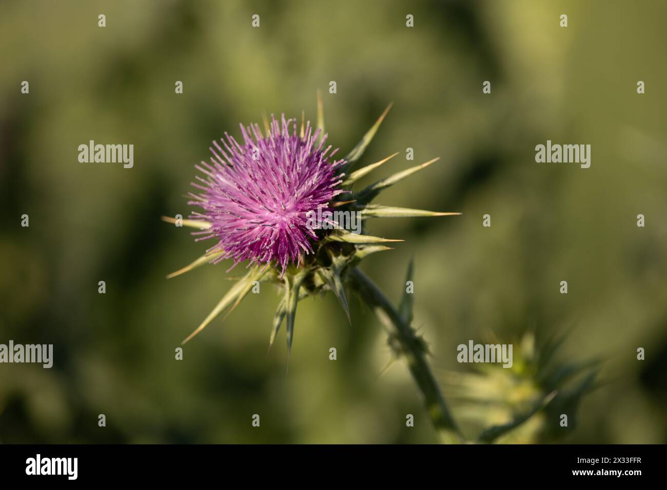 thistle plant in bloom, with its strong pink color and green leaves ...