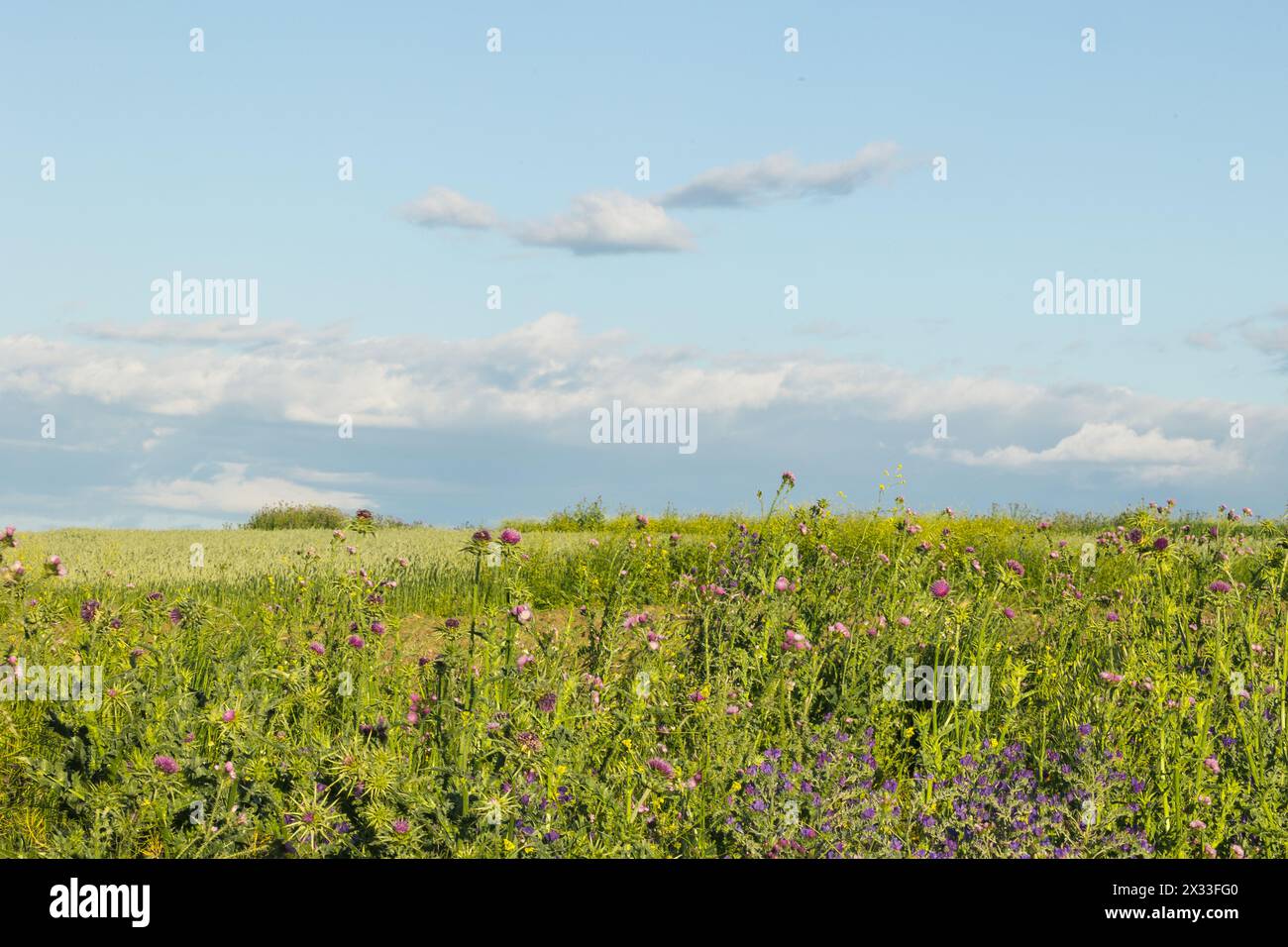 beautiful field full of flowering wheat and thistle plant, with its ...