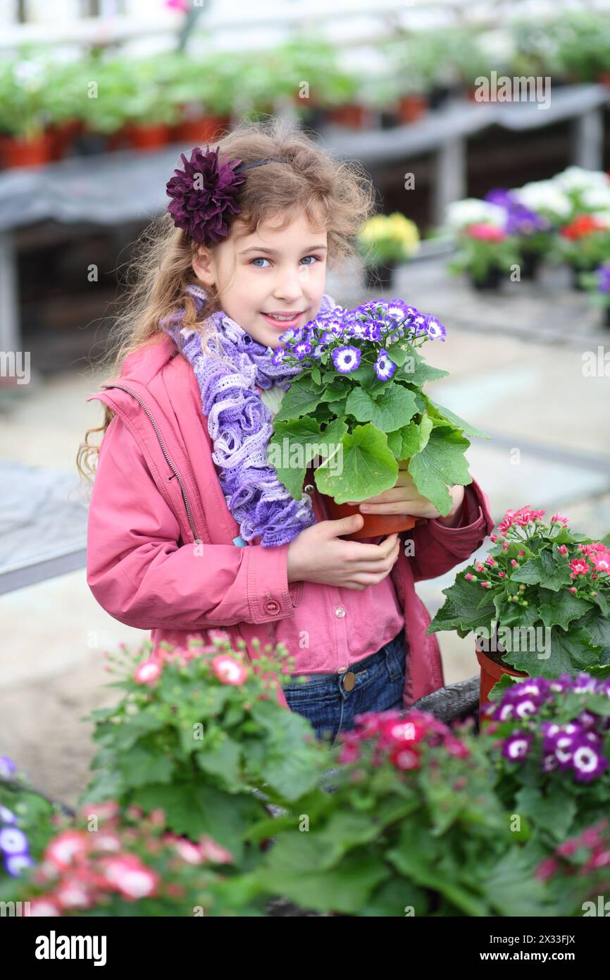 Girl in a pink jacket holding flower pot with cineraria in the ...