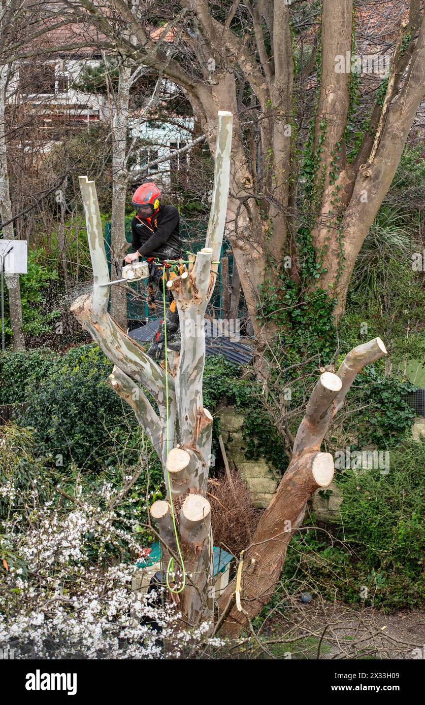 Arborist tree surgeon chain hi-res stock photography and images - Alamy