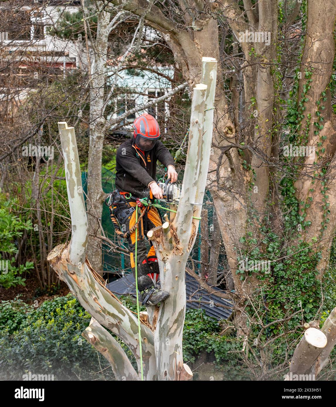 Arborist tree surgeon chain hi-res stock photography and images - Alamy