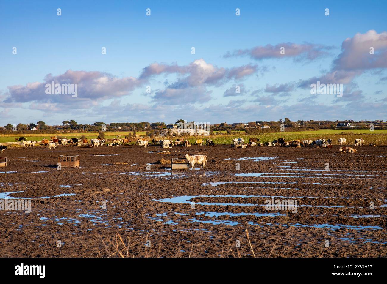 cattle in waterlogged field Stock Photo - Alamy