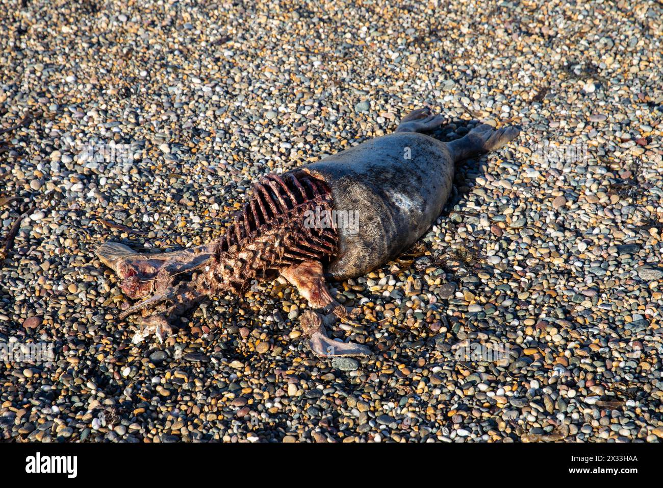 Seal bones hi-res stock photography and images - Alamy