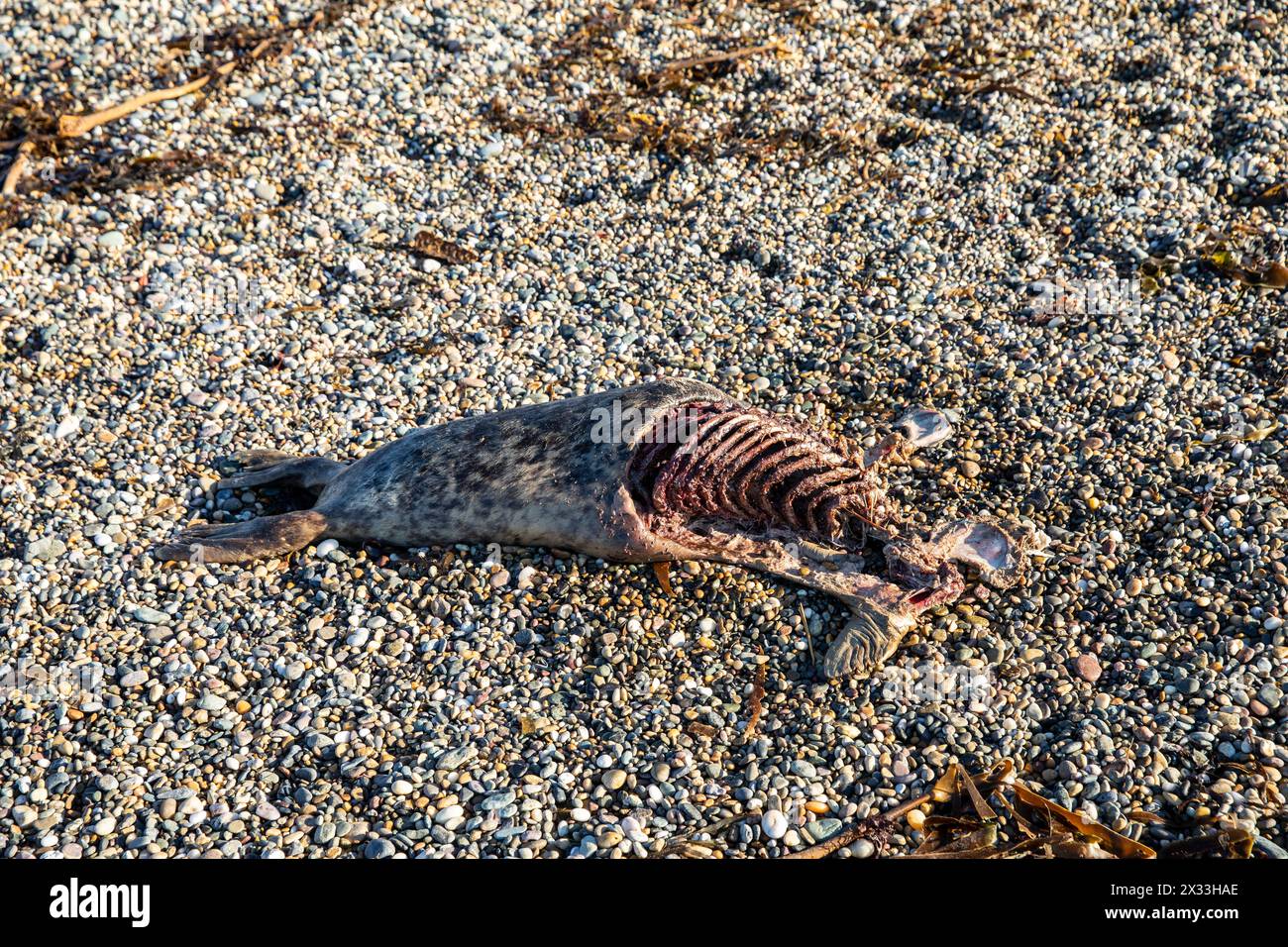 Exposed ribcage hi-res stock photography and images - Alamy