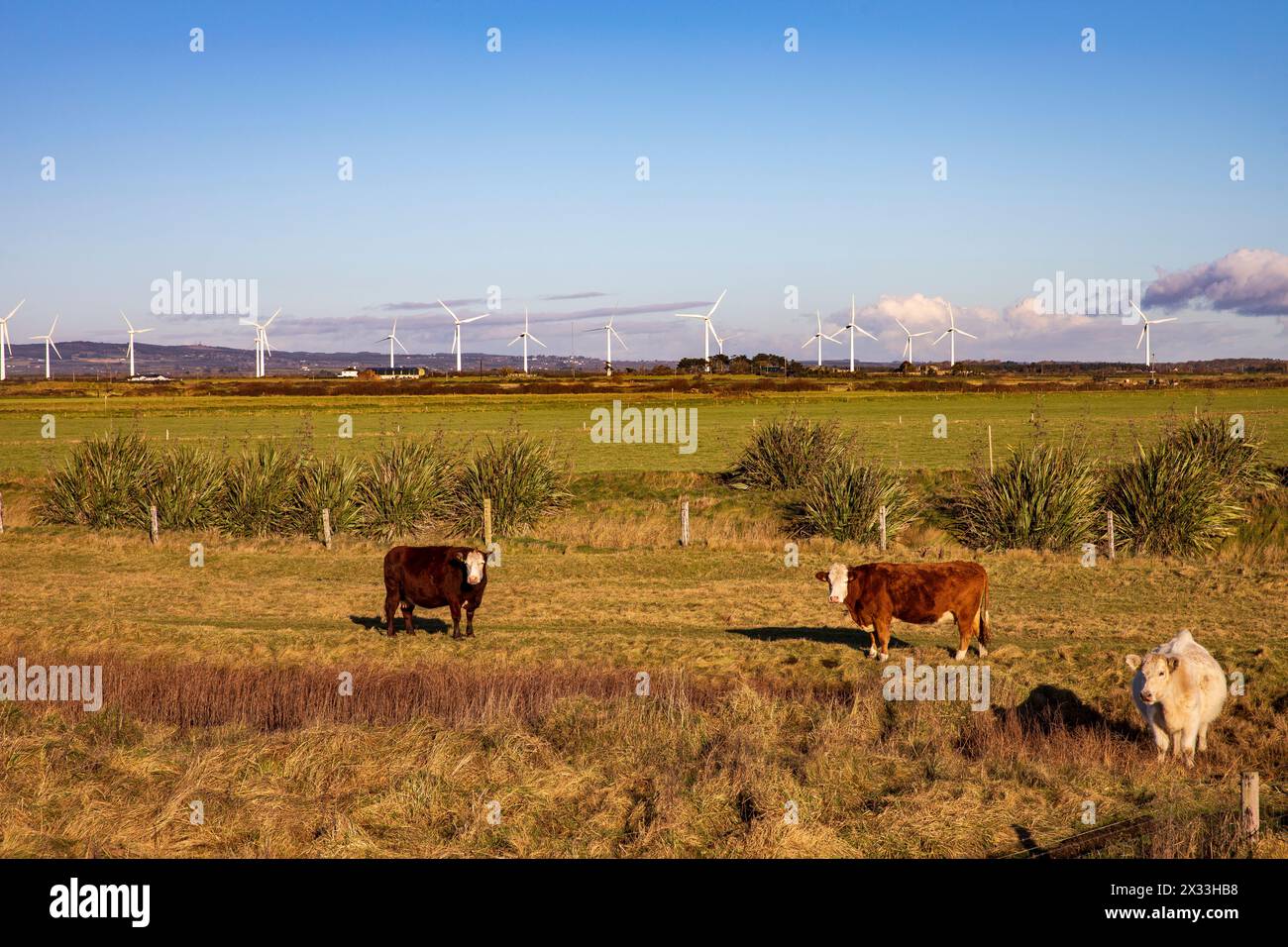 Wind farm cattle hi-res stock photography and images - Alamy