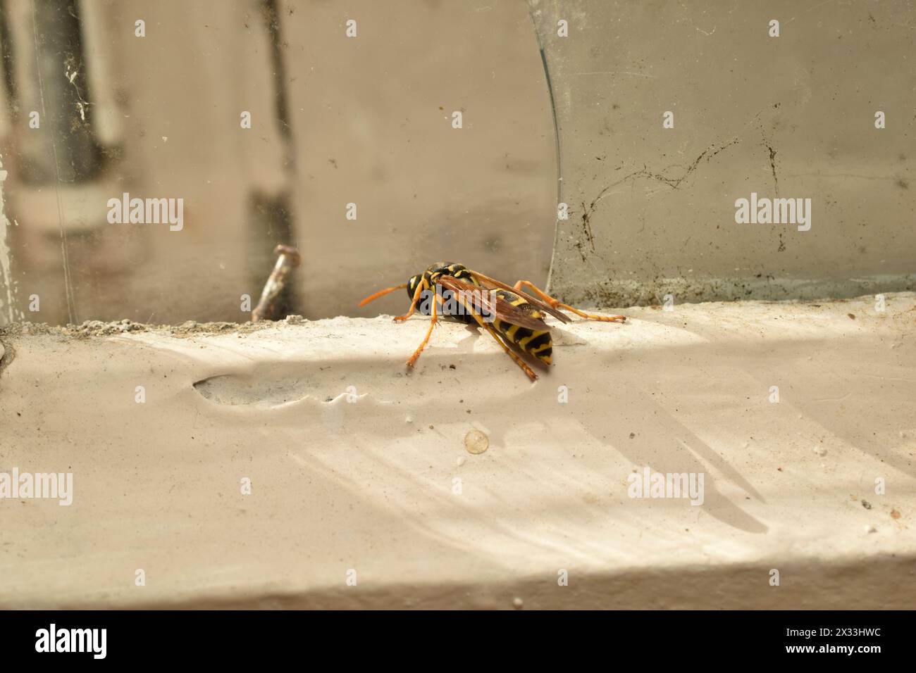 A wasp crawls on a dirty wooden window frame Stock Photo - Alamy