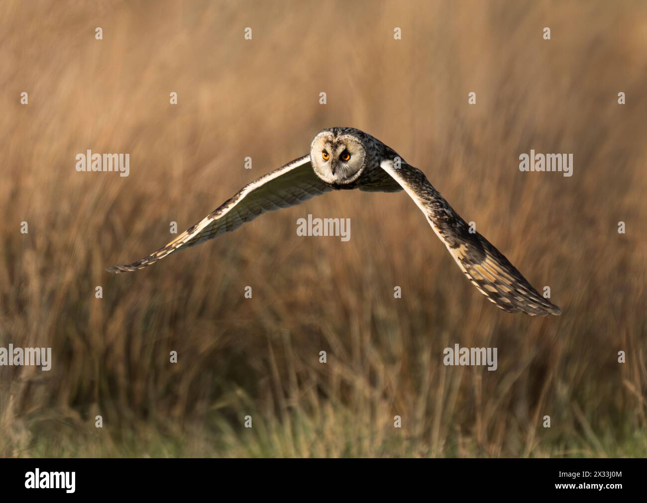 A wild Long-eared owl (Asio otus) in flight during golden hour ...