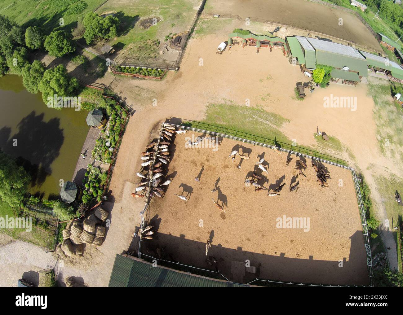 Aerial view of the farm with many horses and pond in summer Stock Photo ...