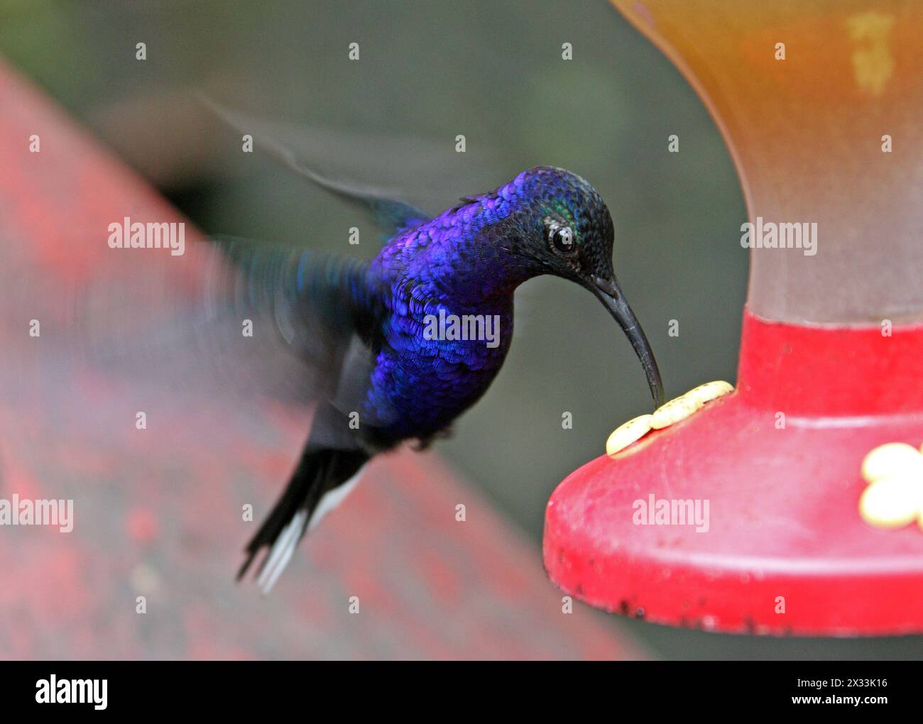 Violet Sabrewing, Campylopterus hemileucurus, Trochilidae. Monteverde ...