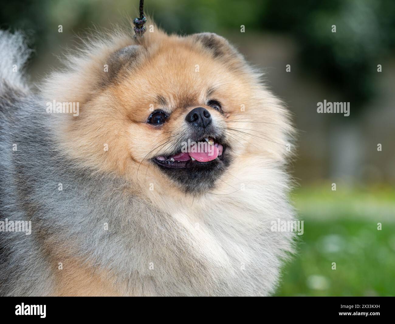 A funny spitz, a tiny dog. Looks like a round fluffy ball. Amazing ...