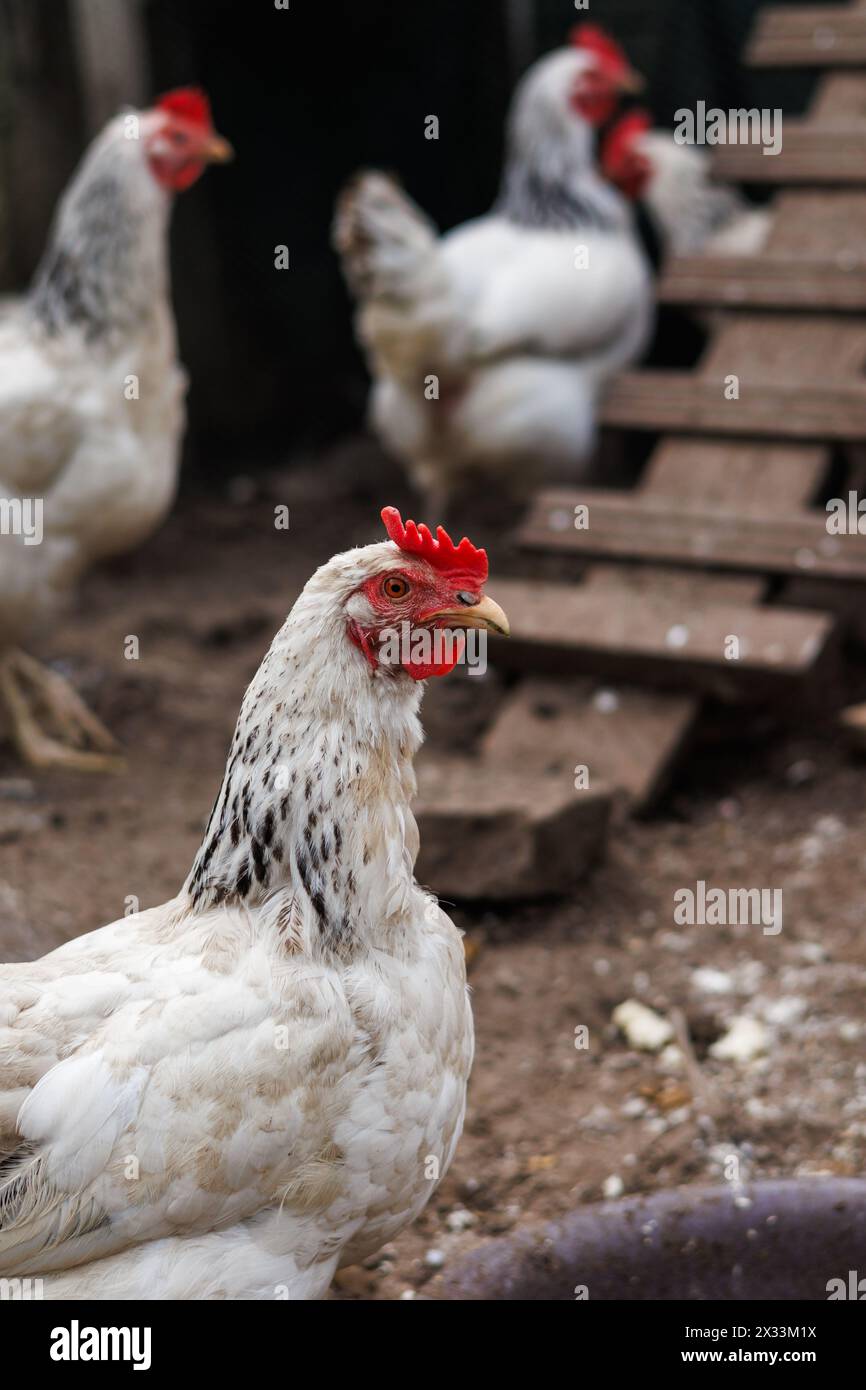 Animal livestock farm poultry hi-res stock photography and images - Alamy