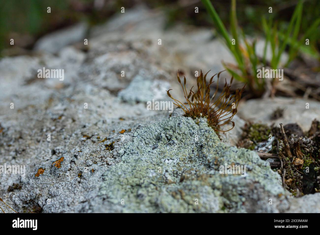 Precious drops of water from the morning dew covering an isolated plant ...