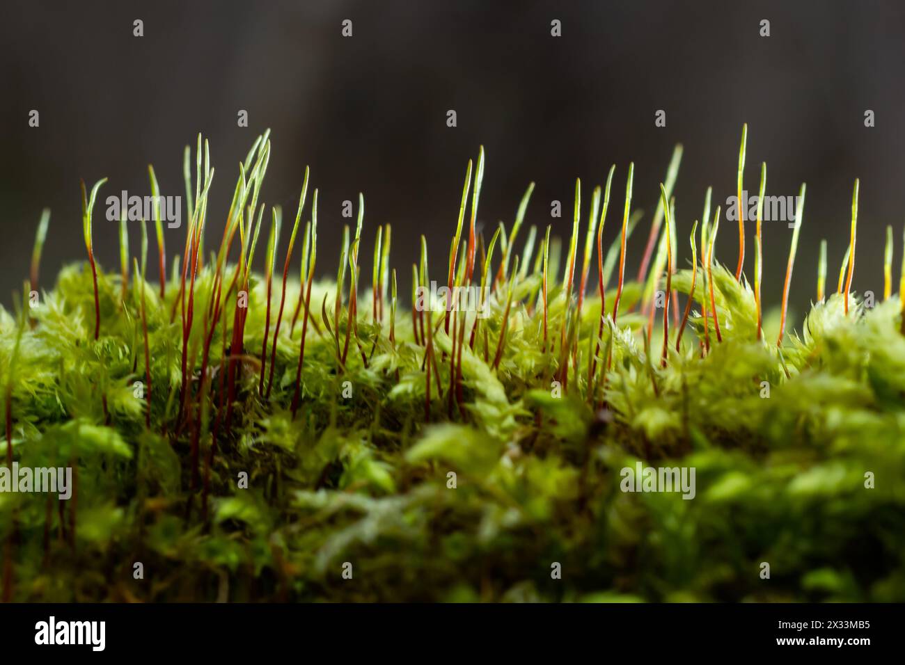 Precious drops of water from the morning dew covering an isolated plant ...