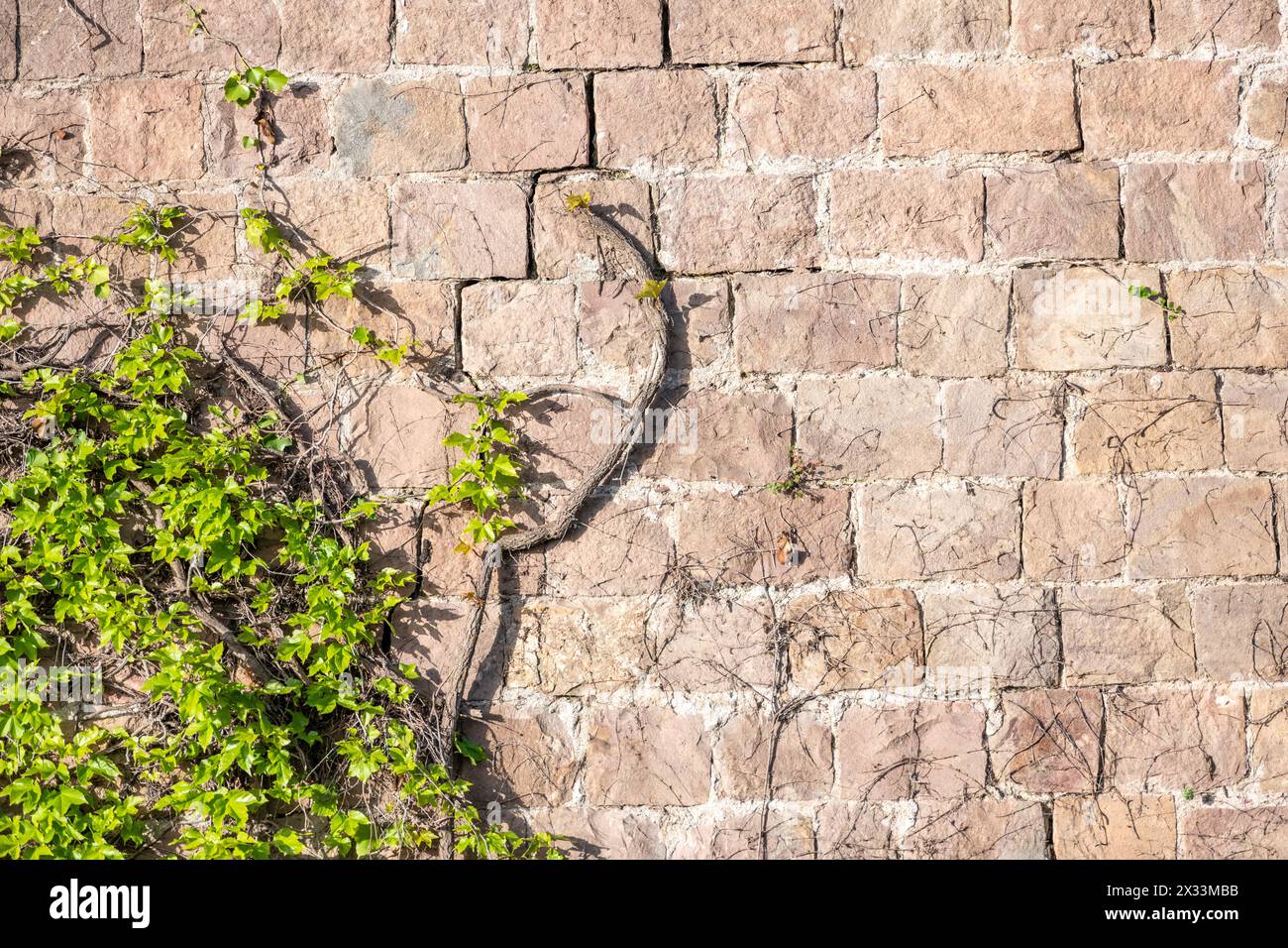 Stone half wall covered in thick green ivy plant. Barcelona, Catalonia ...