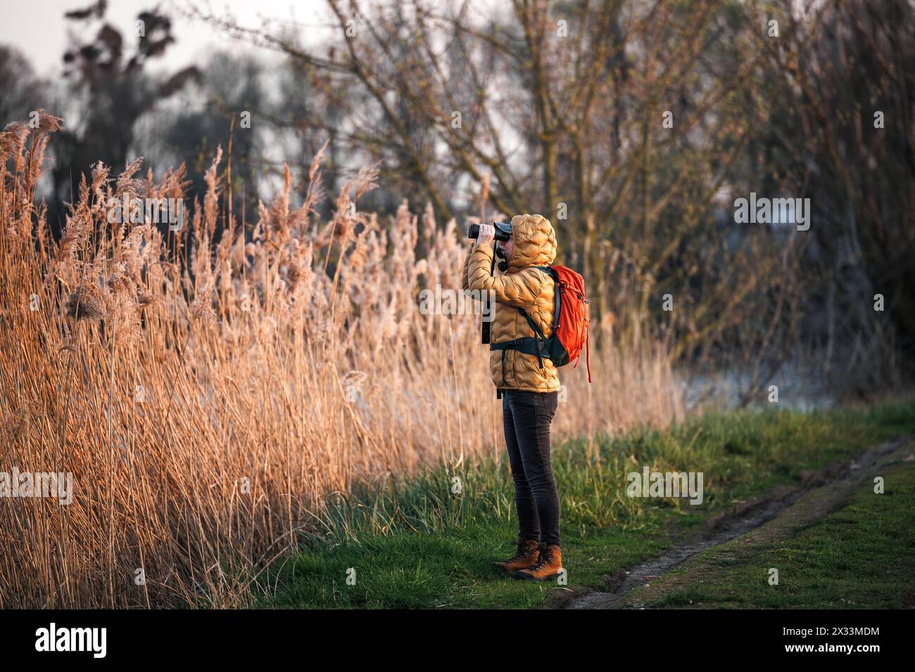 Woman Naturalist Is Watching Birds With Binoculars Hiking And Wildlife
