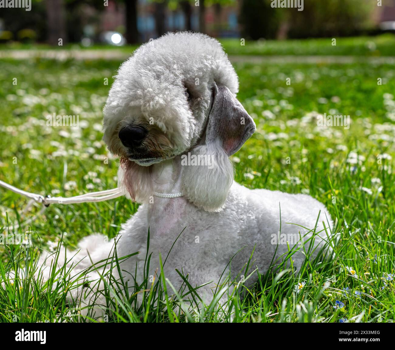 Funny Bedlington Terrier. A dog that looks like a sheep. Cute, nicely ...