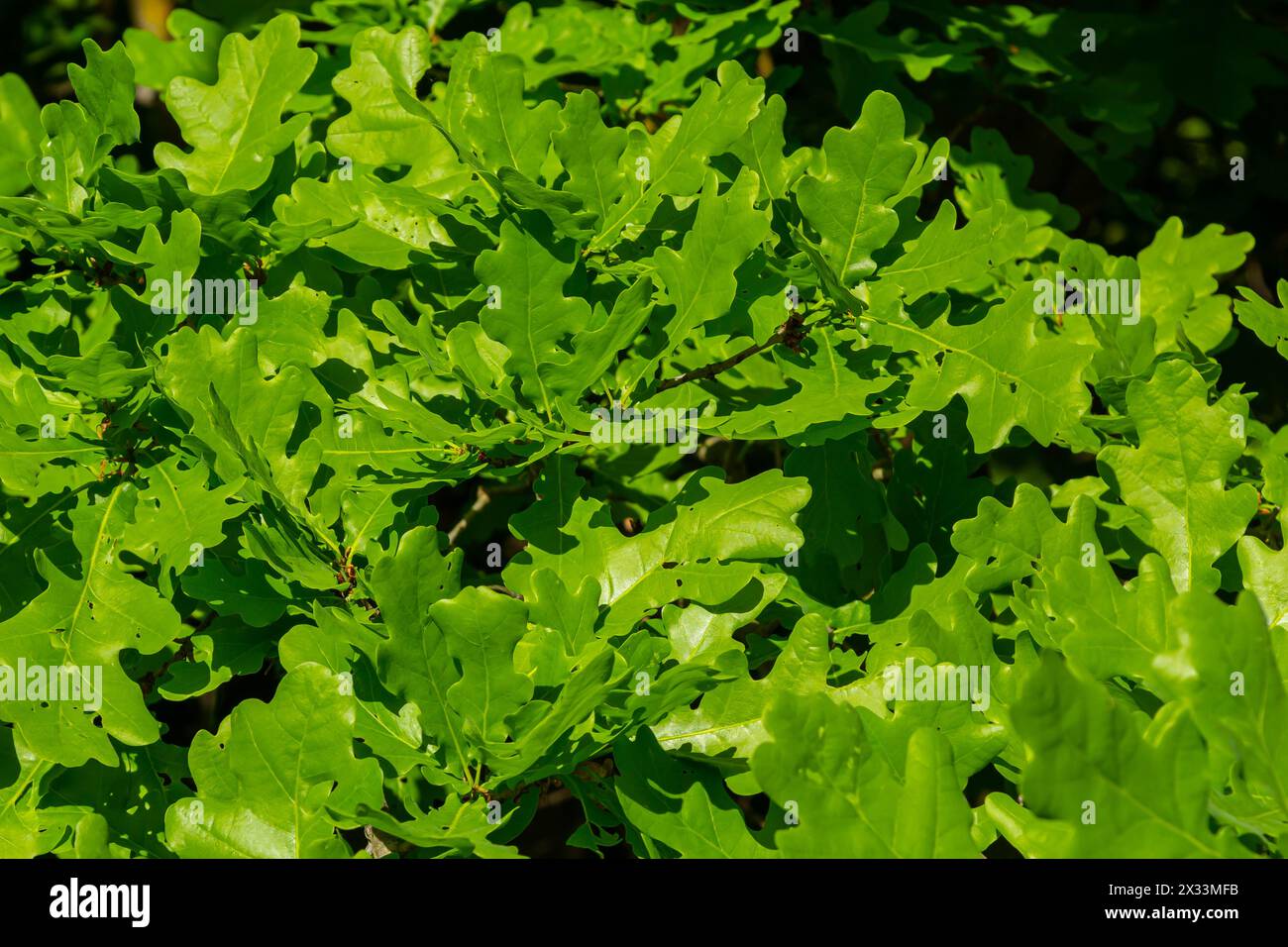Spring oak leaves on a dark background. Tree branches with fresh green ...