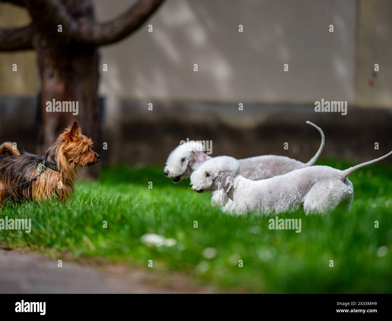 Funny Bedlington Terrier. A dog that looks like a sheep. Cute, nicely ...