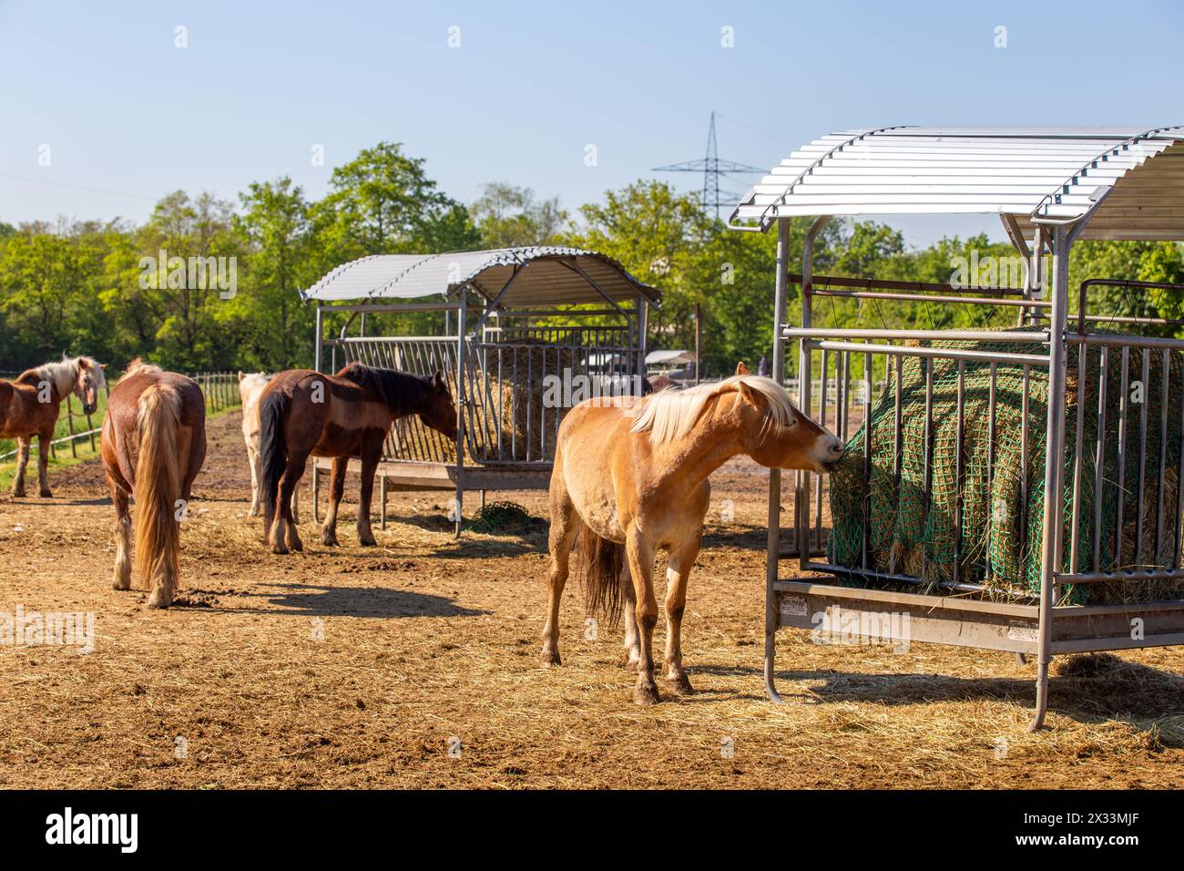 Horses on the paddock Stock Photo - Alamy
