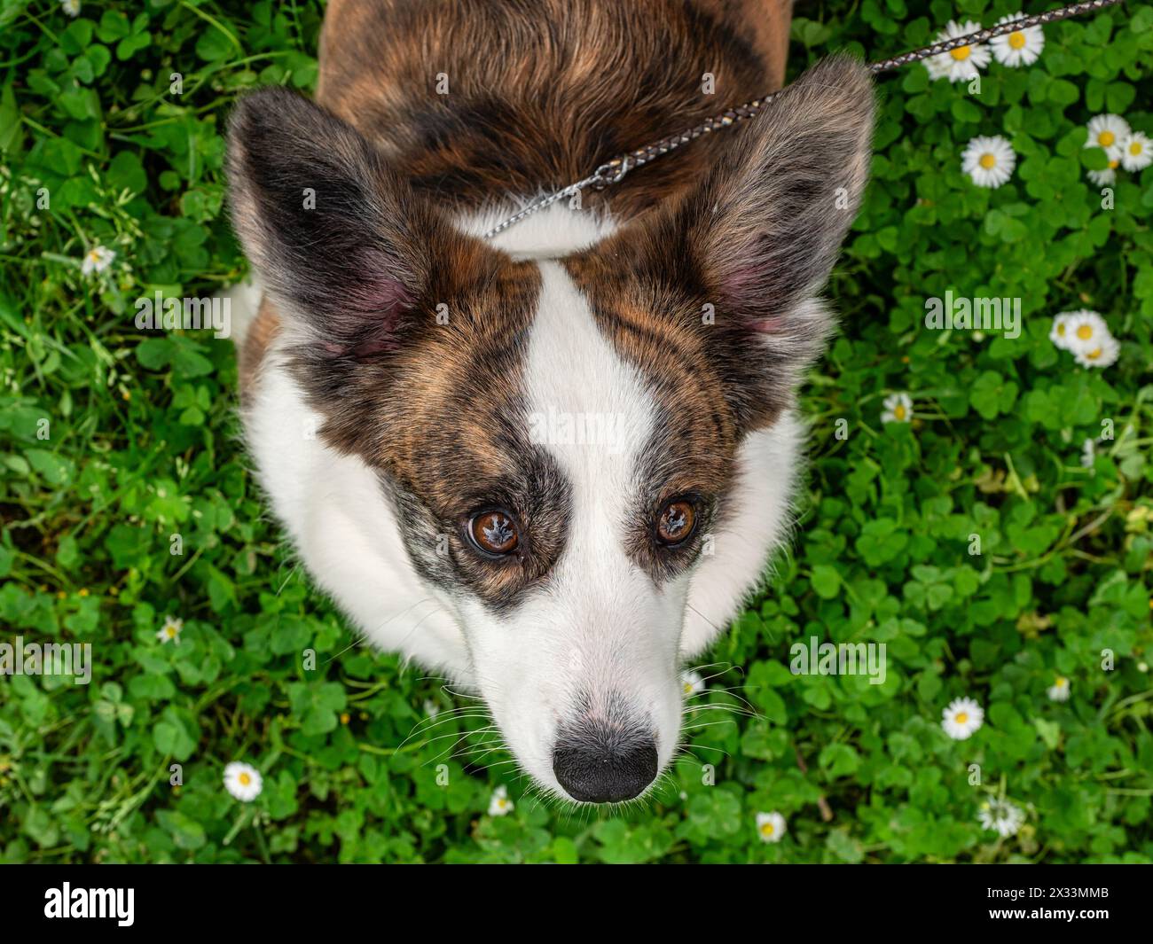 Funny two corgi cardigan dogs playing on a sunny lawn. Kind dog faces ...