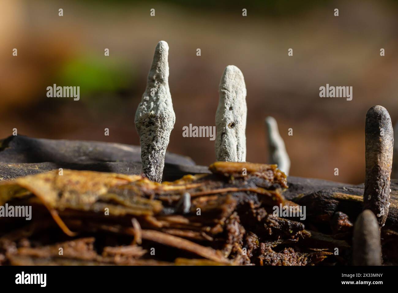 Xylaria hypoxylon is a species of fungus in the family Xylariaceae ...