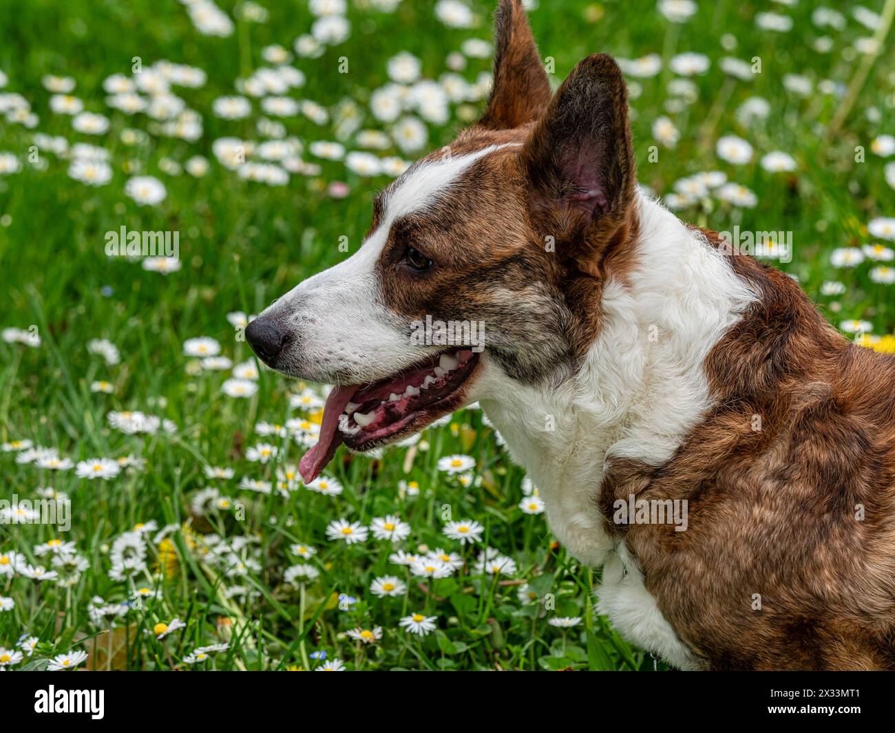 Funny two corgi cardigan dogs playing on a sunny lawn. Kind dog faces ...