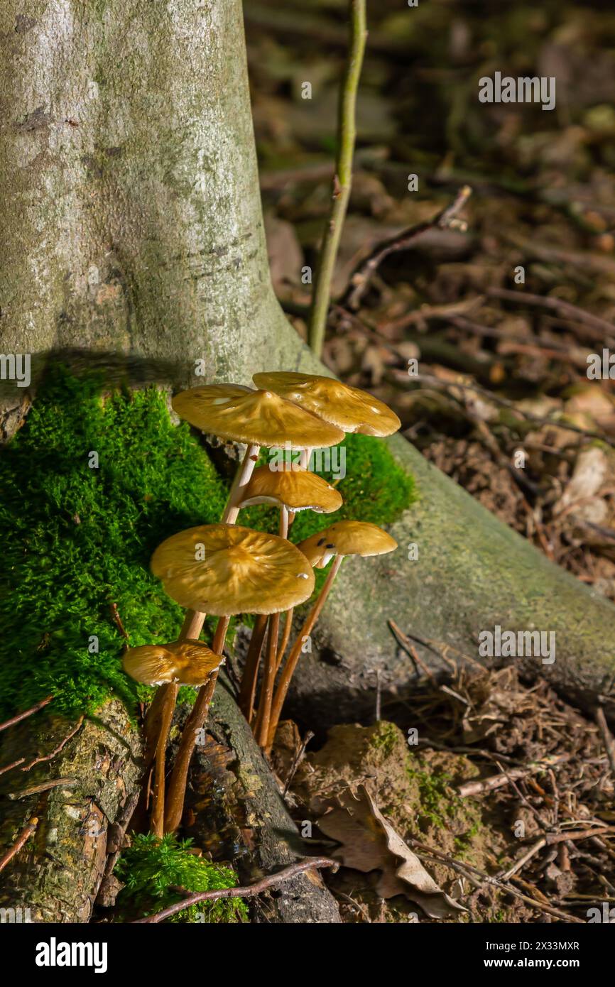 Edible mushroom Hymenopellis radicata or Xerula radicata on a mountain ...