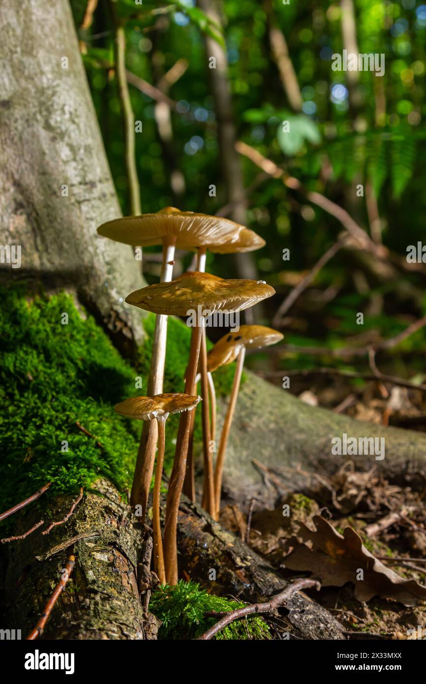 Basidiomycetes hi-res stock photography and images - Alamy