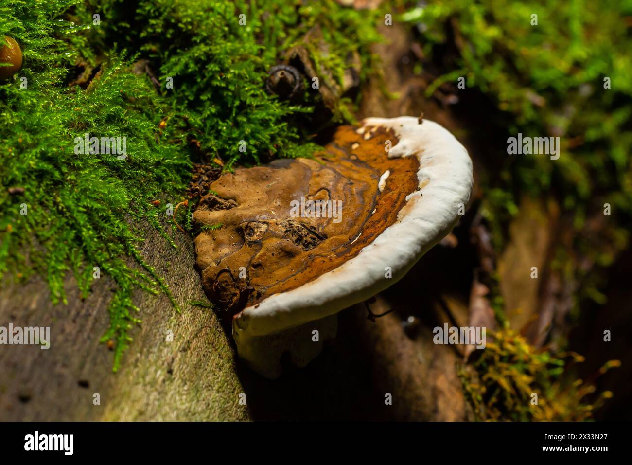 brown bear bread mushroom with white borders and green moss in the ...