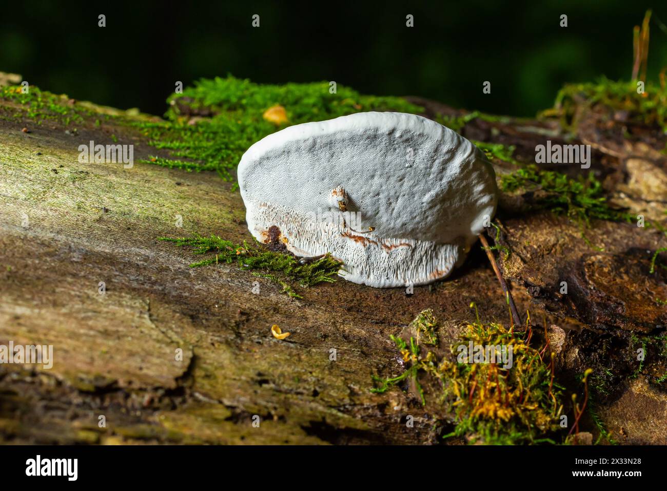 brown bear bread mushroom with white borders and green moss in the ...