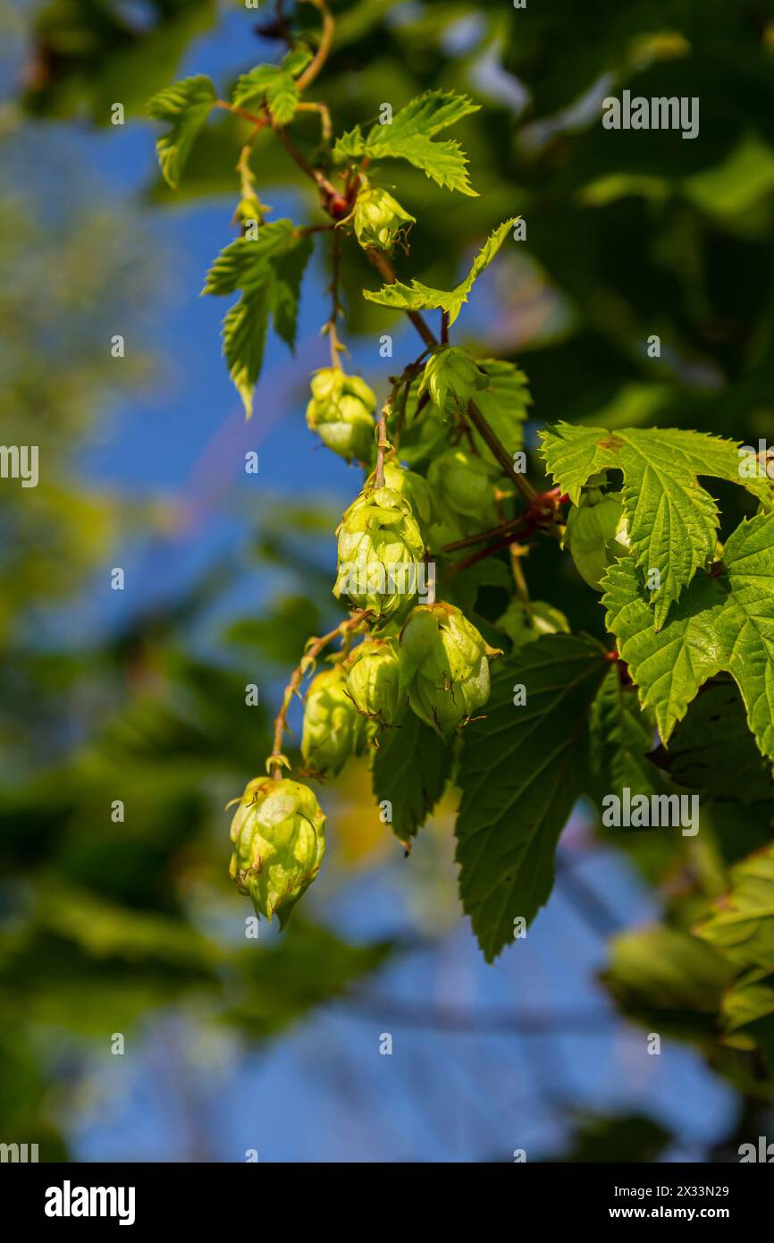 Hop cones grow on the stem of the plant Stock Photo - Alamy