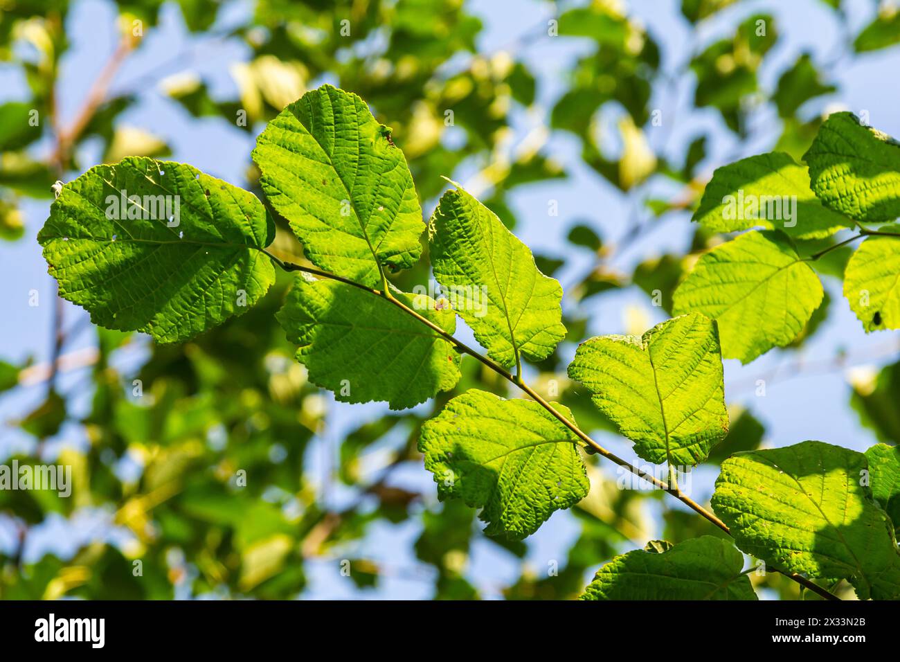 Fresh green Hazel leaves close up on branch of tree in spring with ...