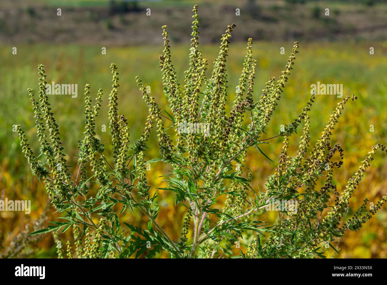 Ambrosia trifida, the giant ragweed, is a species of flowering plant in ...