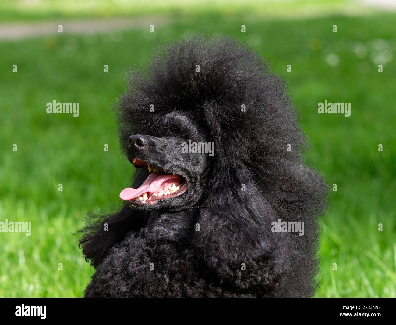 A very beautiful and elegant black poodle. Portrait of a pedigree dog ...